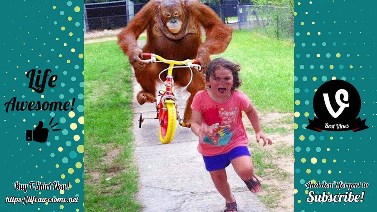 TRY NOT TO LAUGH at this Funny Fails Video 2020 » Sinnlos Internet ...